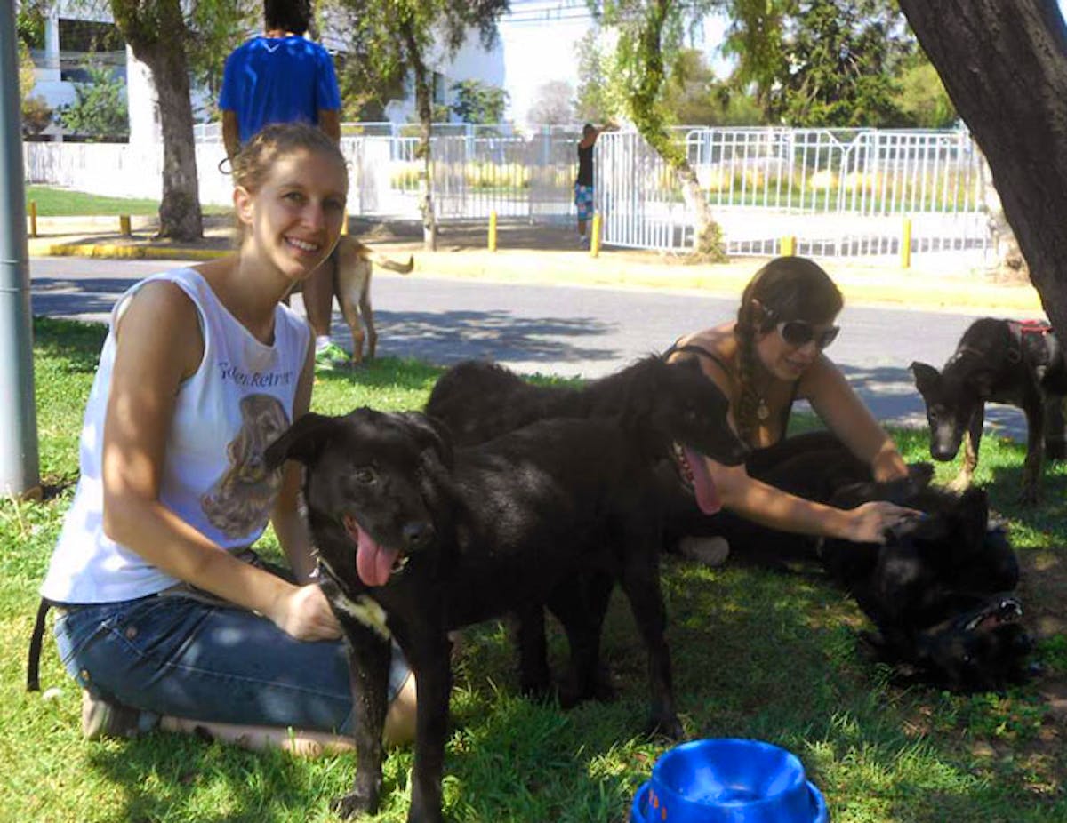 Help Stray Dogs | Volunteer in Chile 2025