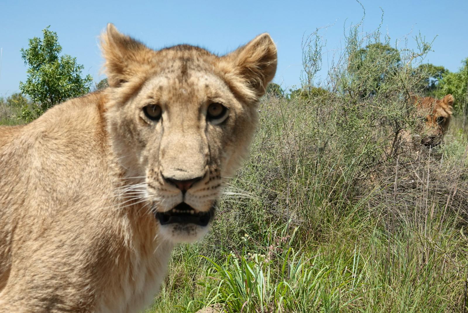 Assistant Animal Caretaker | Volunteer in South Africa 2025