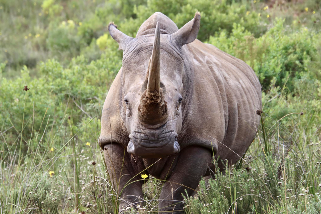 Wildlife Relocation and Veterinary Experience | Volunteer in South ...