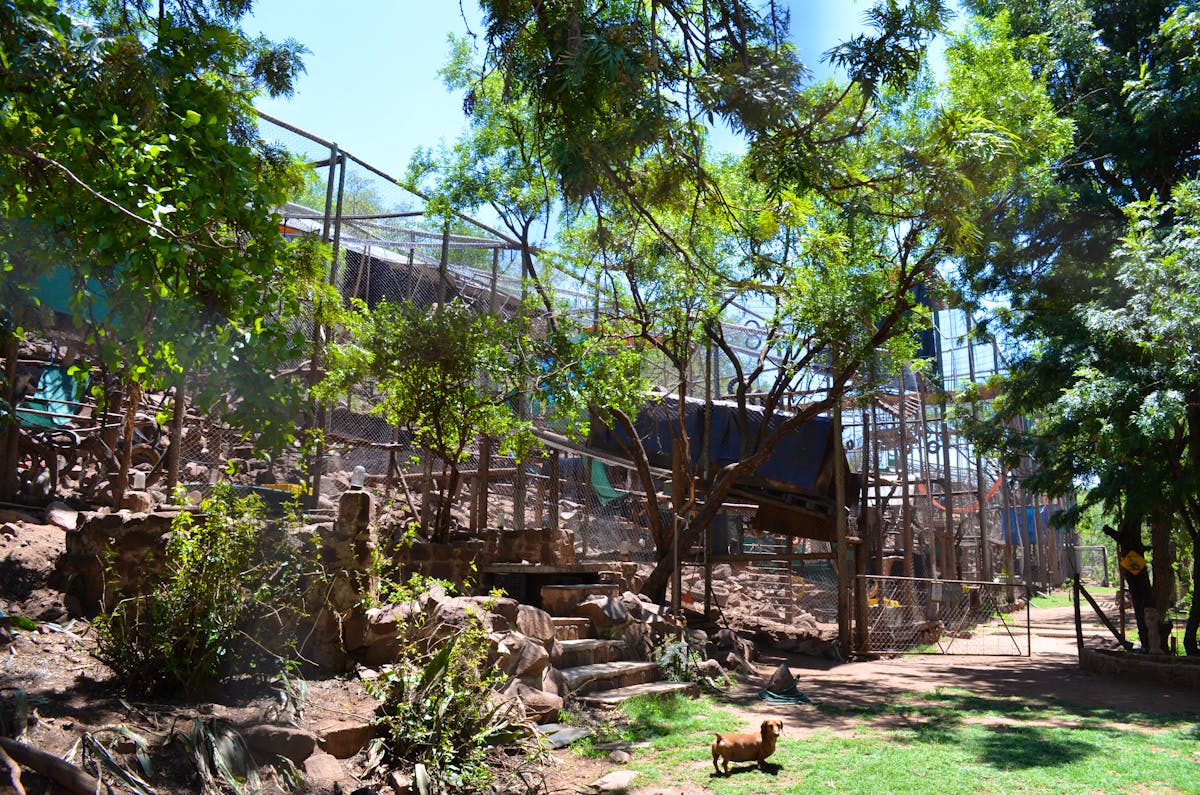 Vervet Monkey Rescue | Volunteer in South Africa 2024