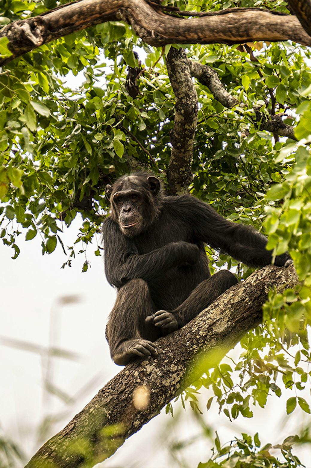 Chimpanzee Wildlife Conservation | Volunteer in Zambia 2025