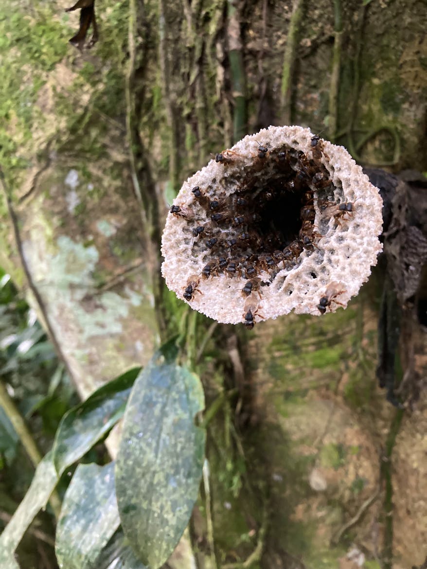 Stingless Native beekeepers | Volunteer in Brazil 2025