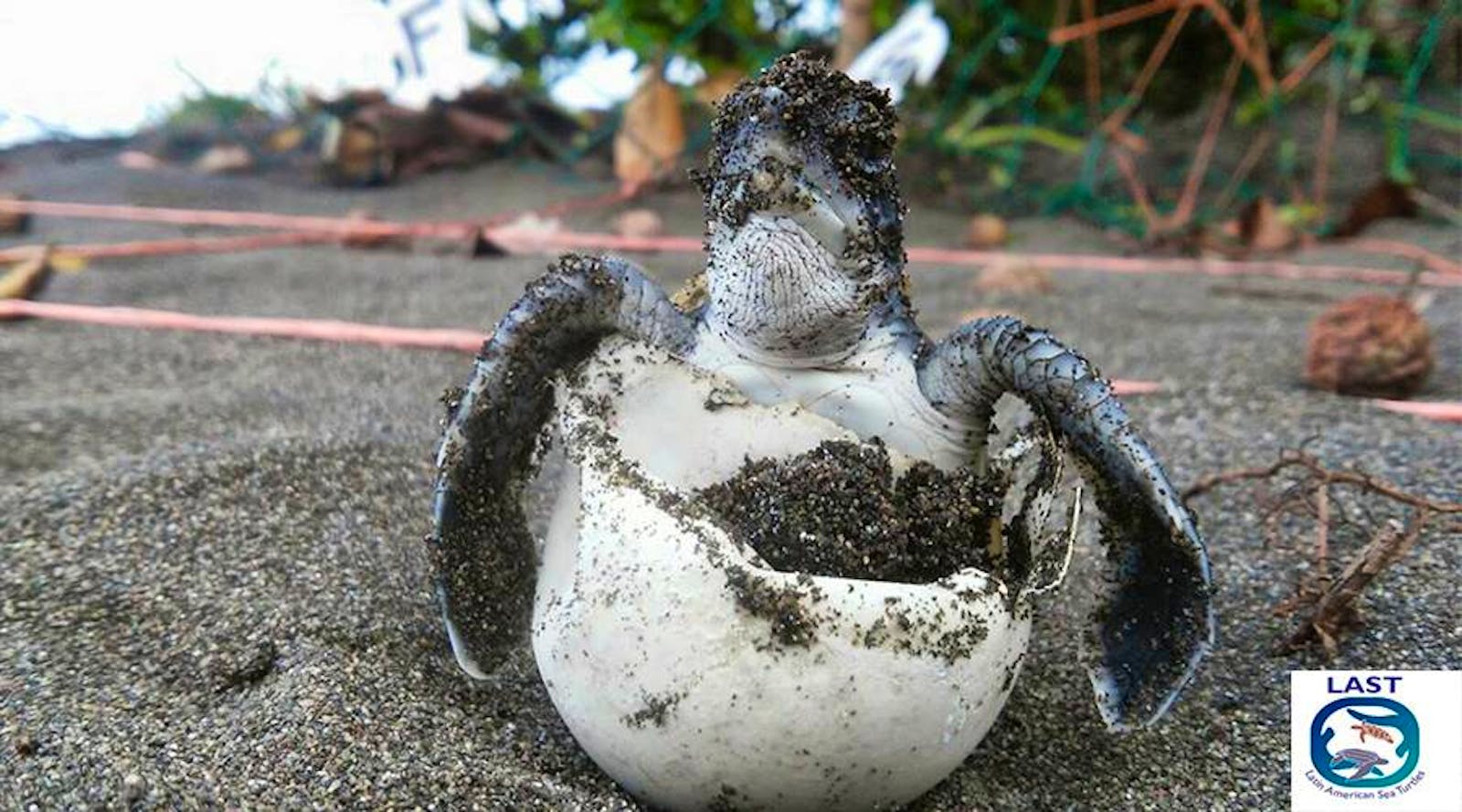 Leatherback Turtle Conservation | Volunteer in Costa Rica 2025