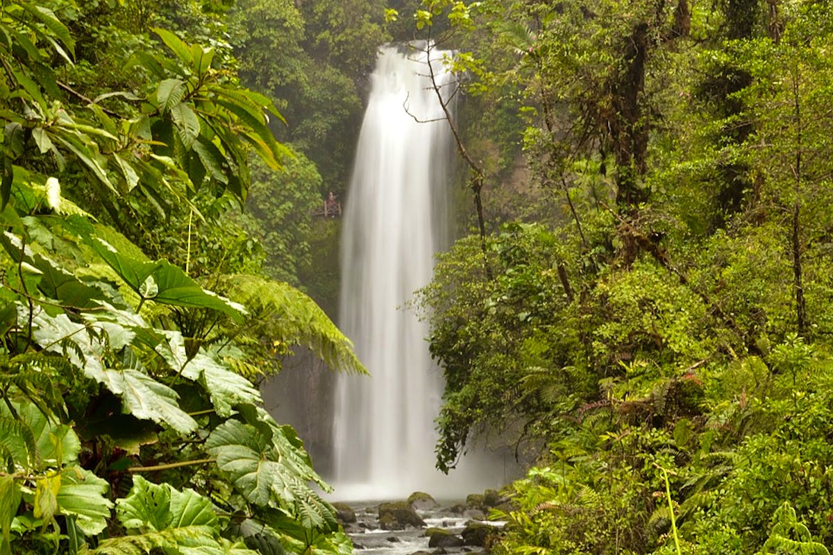 Rainforest Conservation | Volunteer in Costa Rica 2025