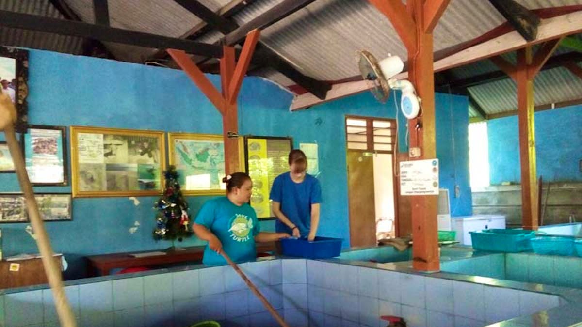 Sea Turtle Conservation Center | Volunteer in Indonesia 2025