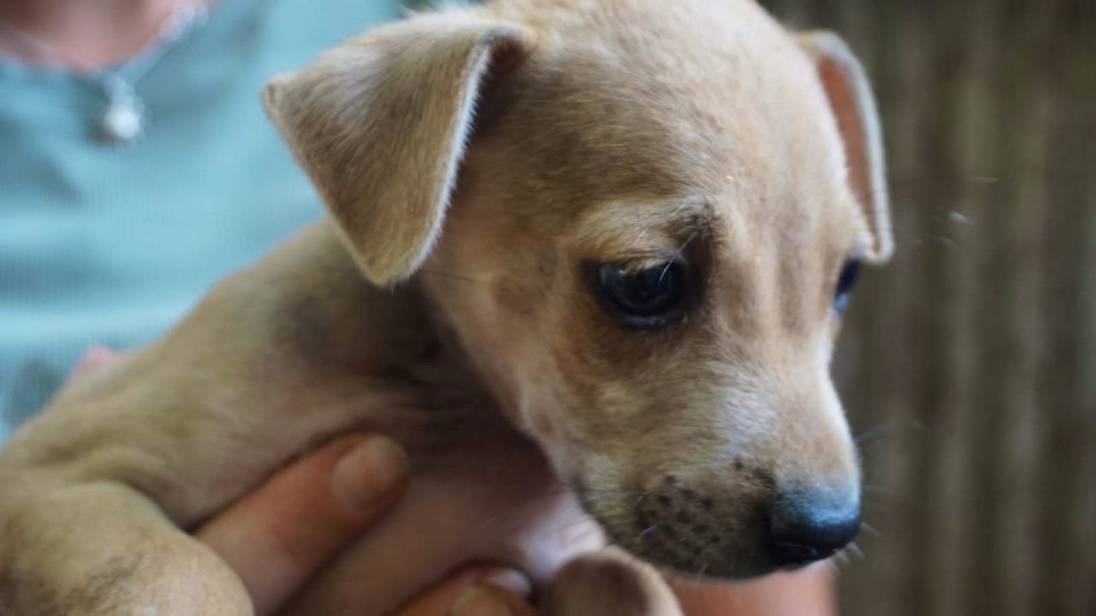 Dog Rescue Center Supporter | Volunteer in Mexico 2025