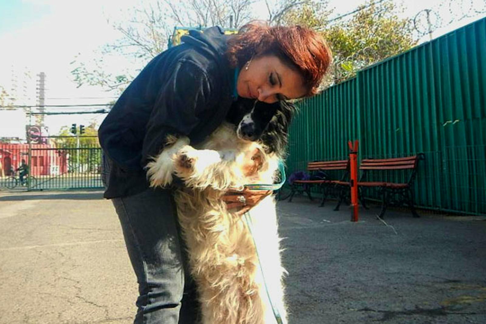 Help Stray Dogs | Volunteer in Chile 2025