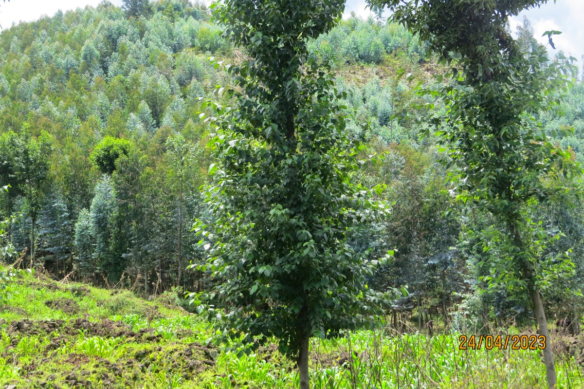 Reforestation Technical Assistant | Volunteer in Rwanda 2025