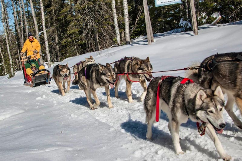 Alaskan Husky Ranch Caretaker | Volunteer in the United States 2025