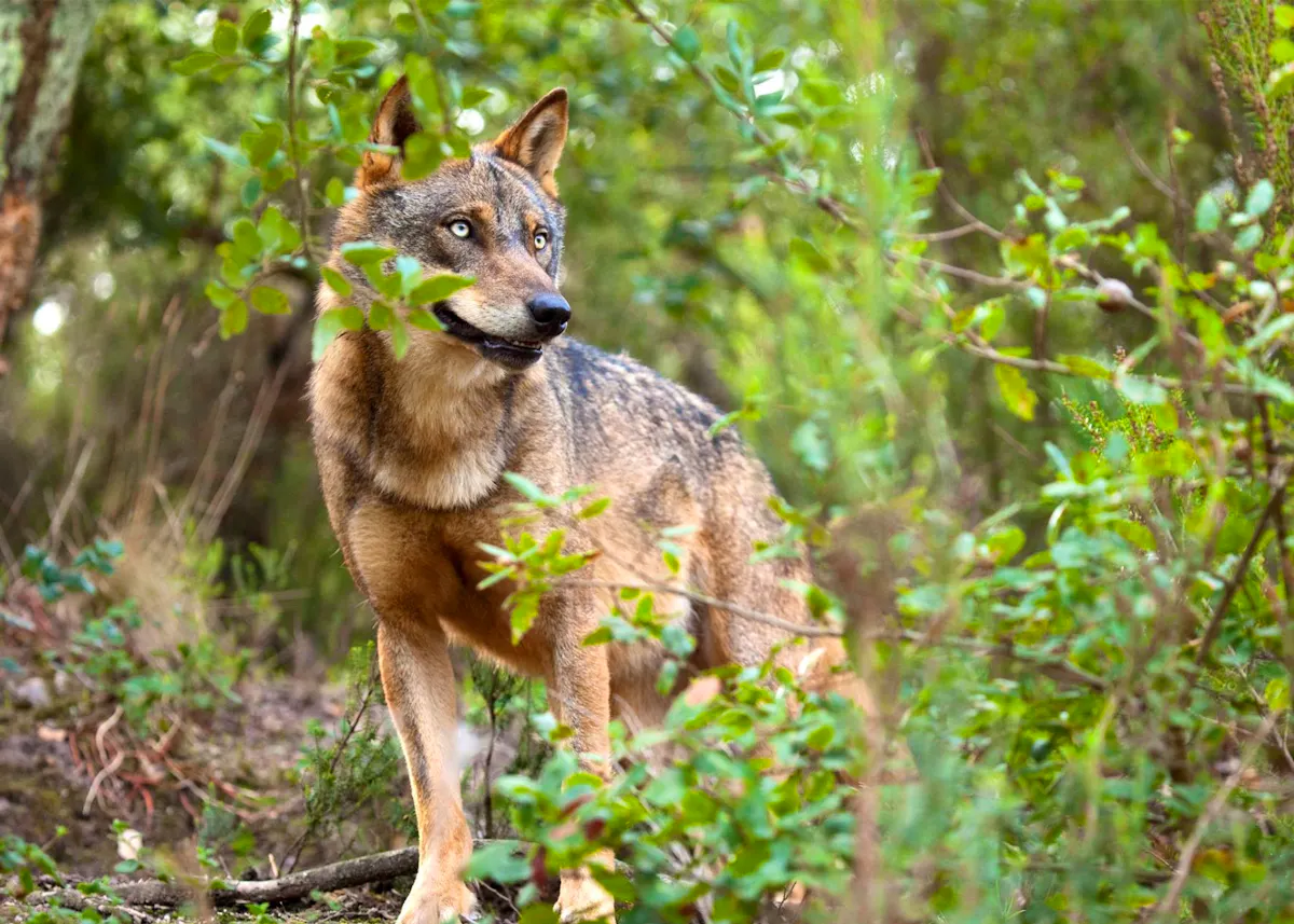 Wolf Sanctuary Caretaker | Volunteer in Portugal 2025