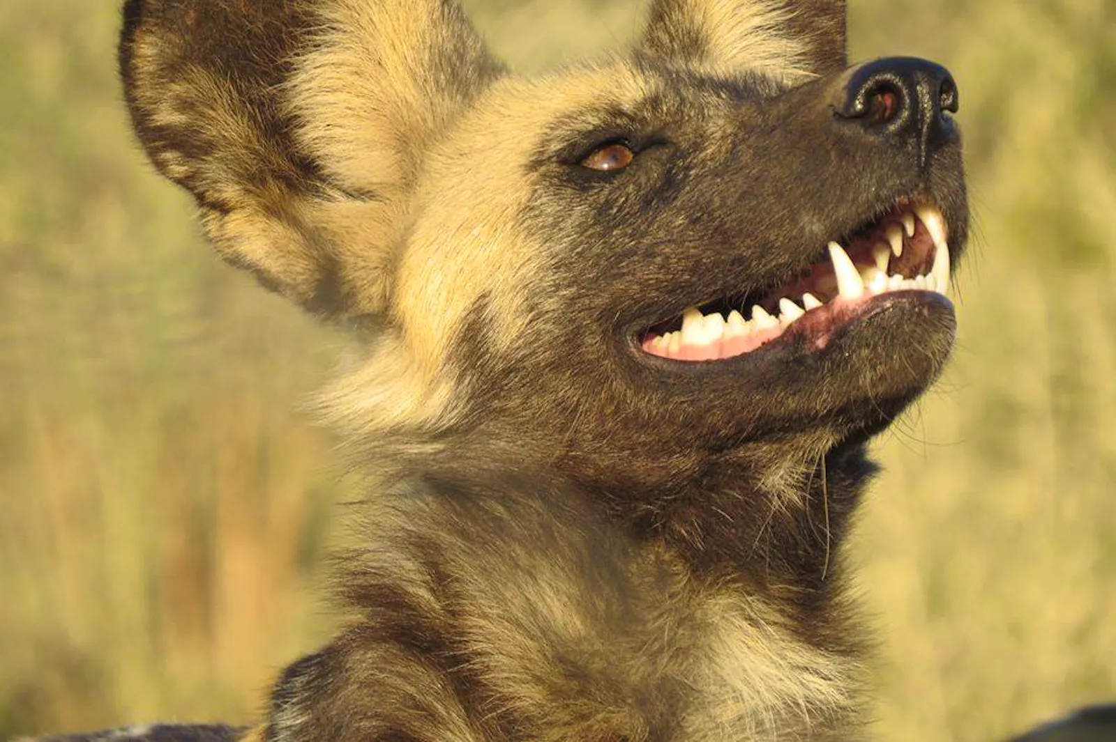 Local Wildlife Rescue | Volunteer in Namibia 2025