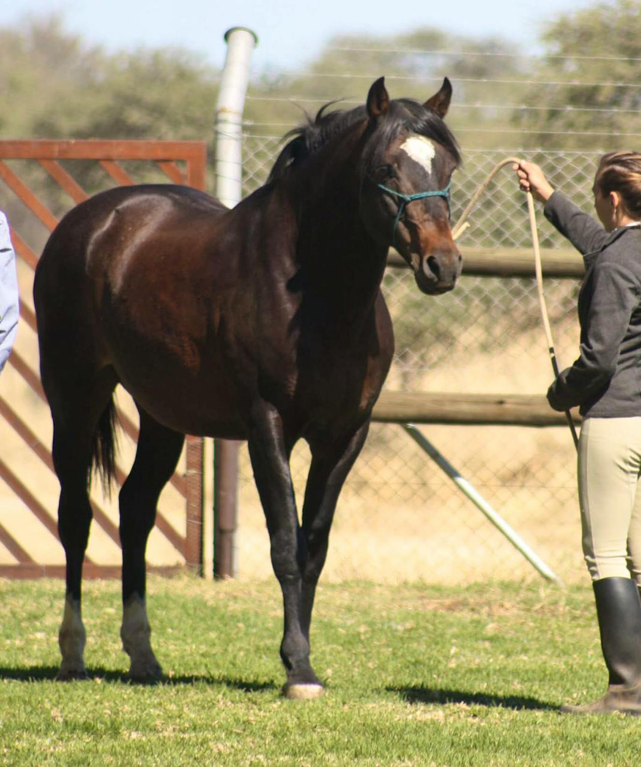 Horse and Farm Support | Volunteer in Namibia 2025