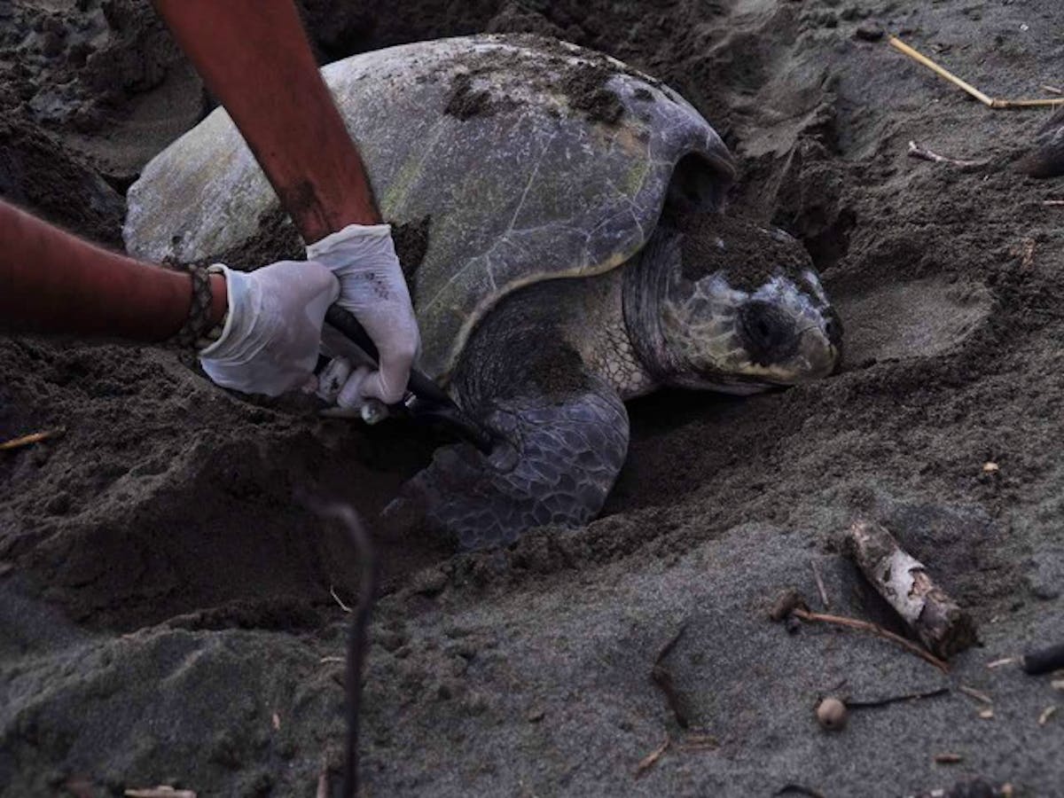 Save Turtles and Sloths | Volunteer in Costa Rica 2025