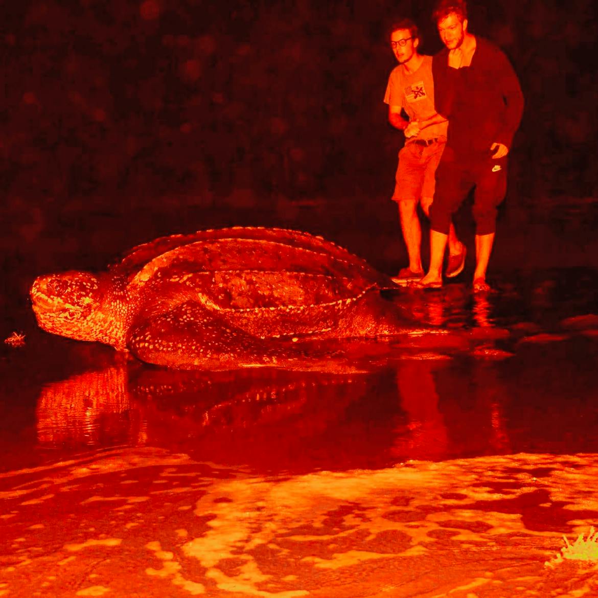 Turtle Conservation Camp Supporter | Volunteer in Costa Rica 2025