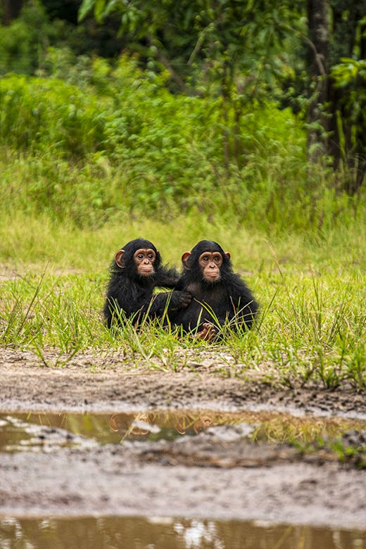 Chimpanzee Wildlife Conservation | Volunteer in Zambia 2025