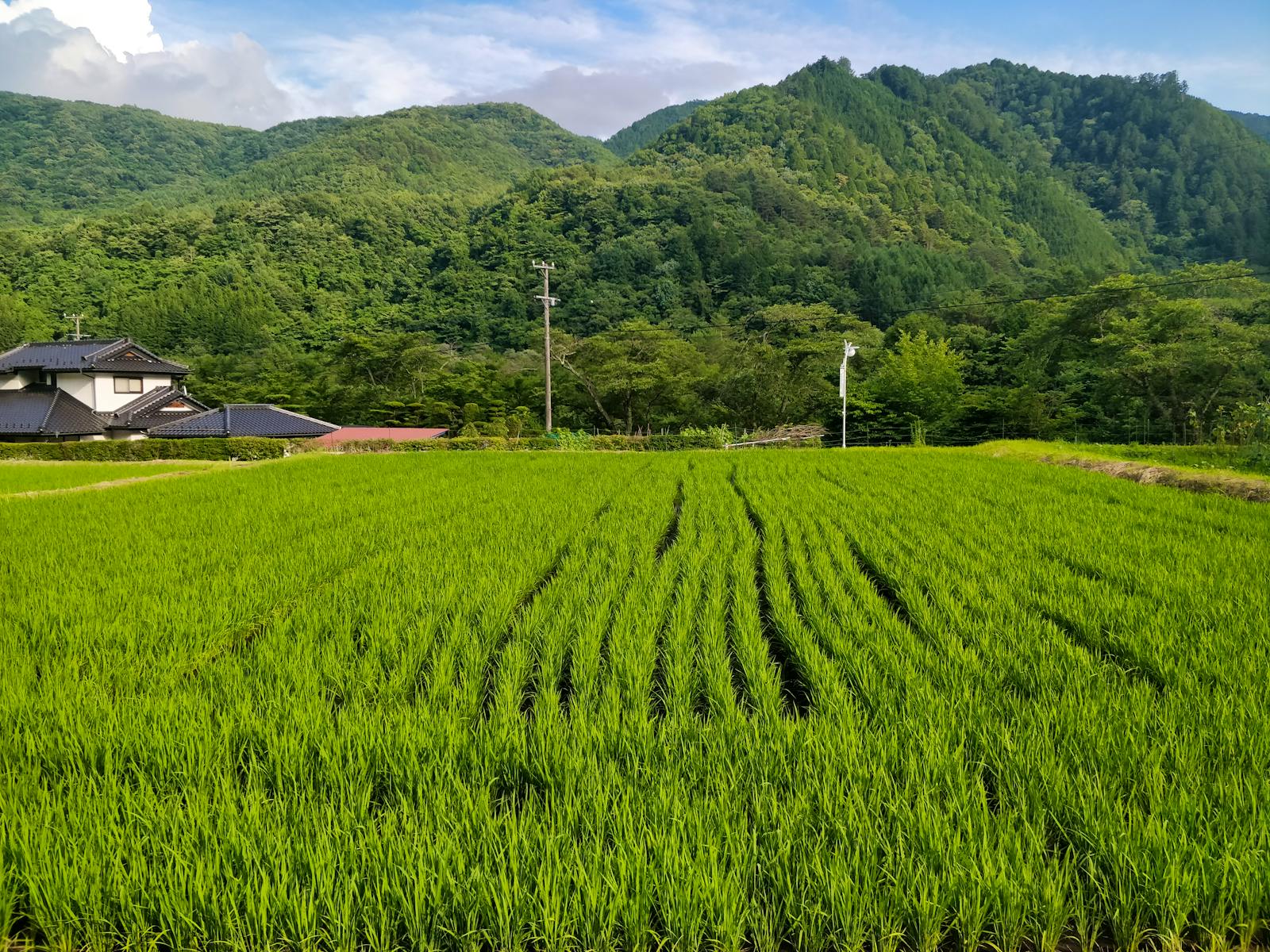 Agriculture and Farming | Volunteer in Japan 2025