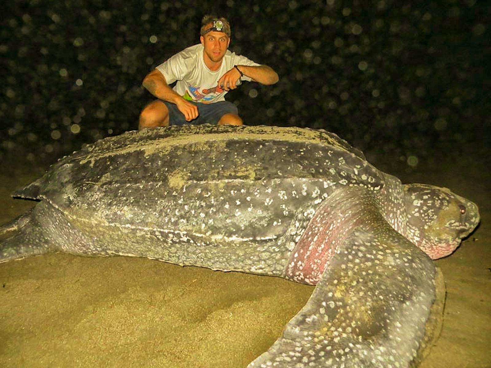 Leatherback Turtle Ambassador | Volunteer in Costa Rica 2025