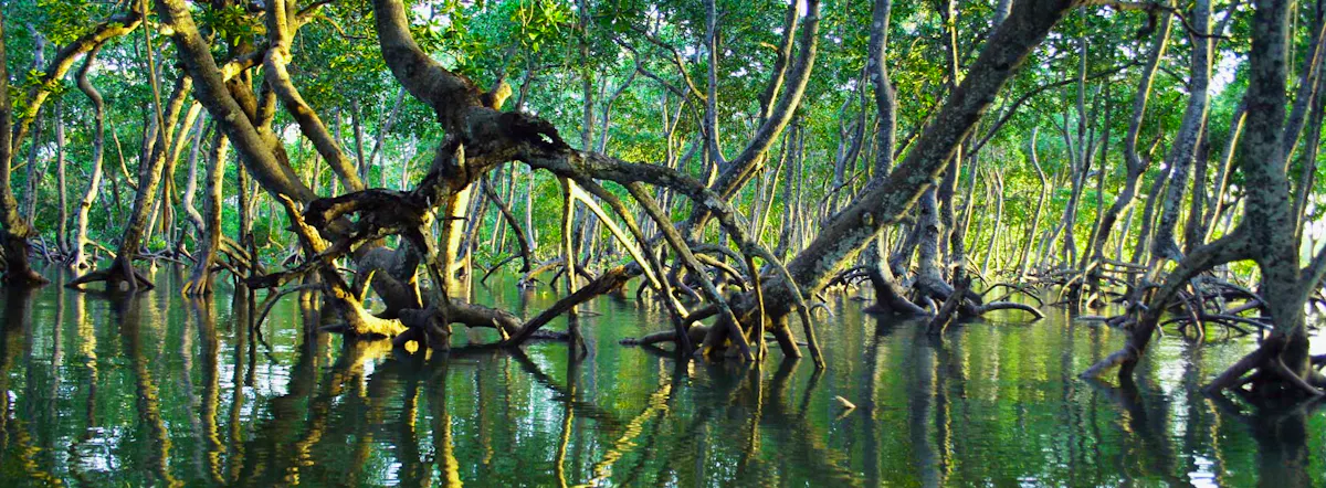 Mangrove Conservation Assistant | Voluntariado en Madagascar 2025