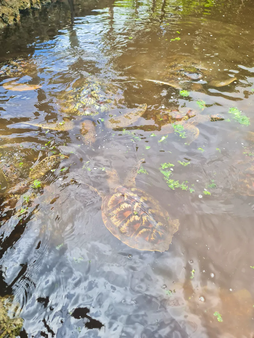 Environmental Conservation, Turtles and Community | Volunteer in ...