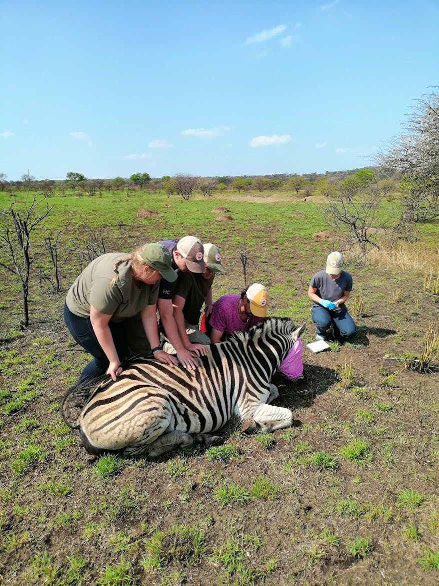 Wildlife Relocation and Veterinary Experience | Volunteer in South ...