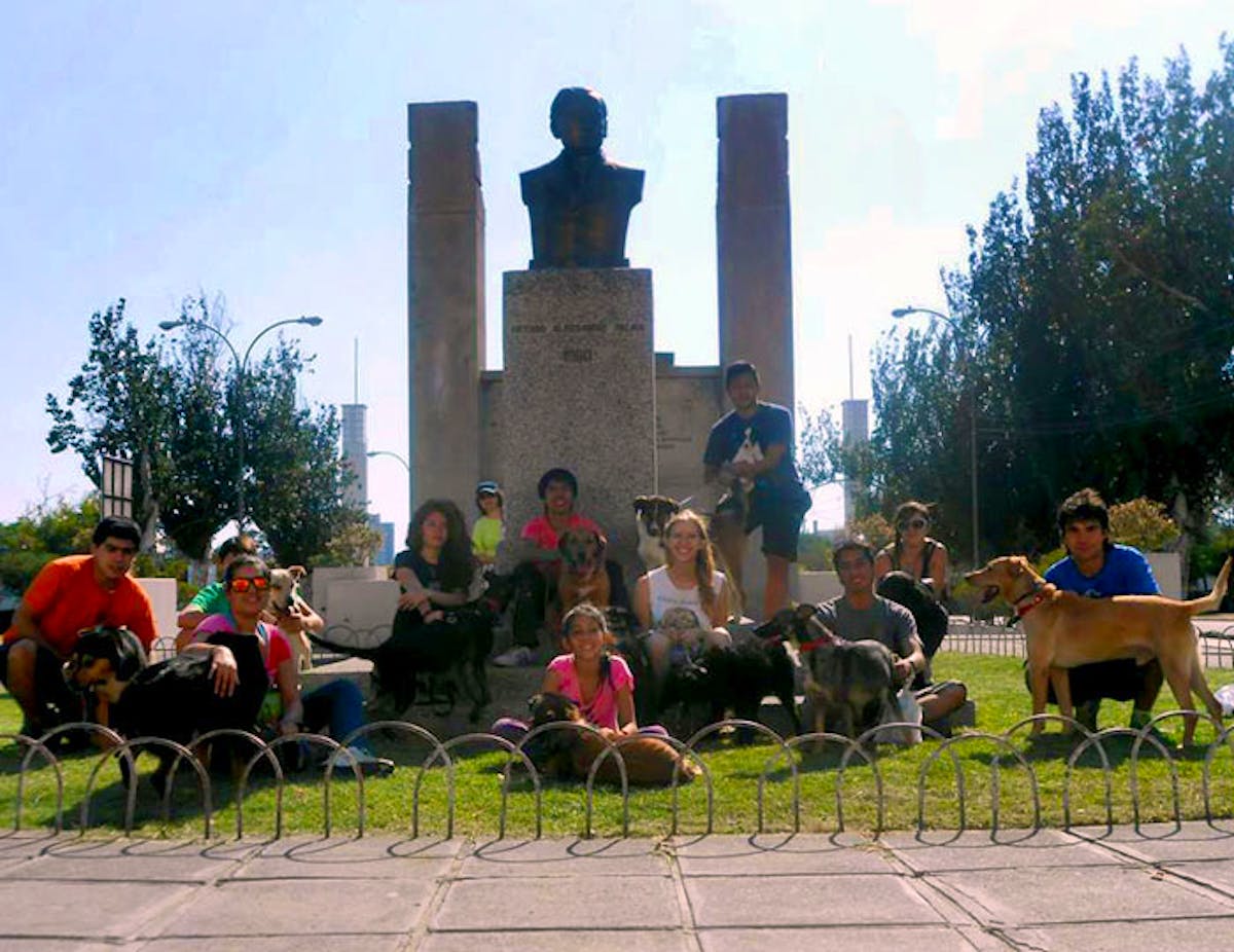 Help Stray Dogs | Volunteer in Chile 2025