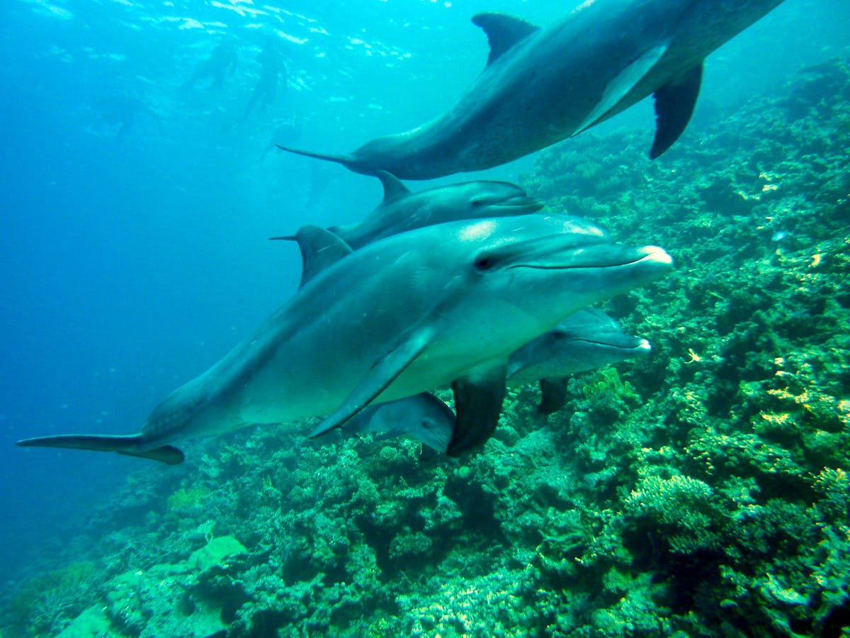 Conservation of Whale and Dolphin Populations | Volunteer in Spain 2025