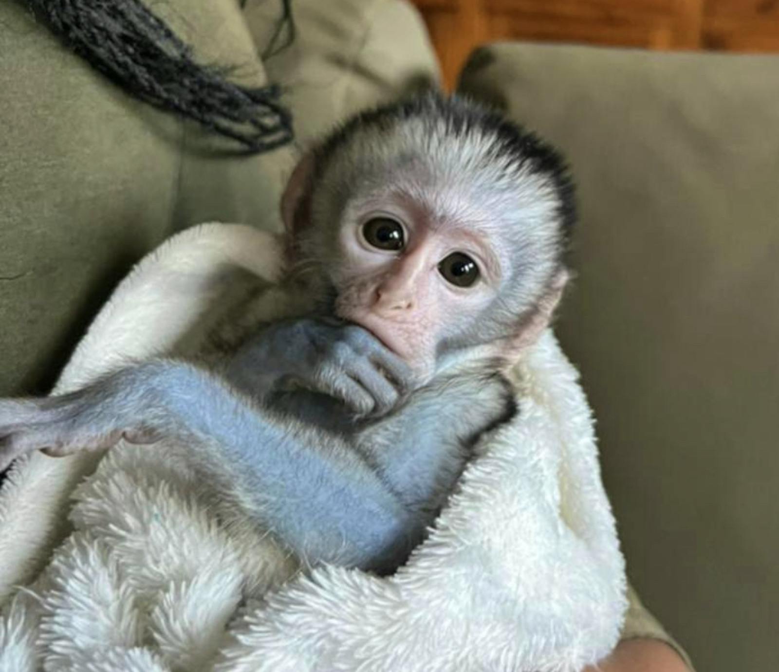 Vervet Monkey Rehabilitation | Volunteer in South Africa 2025