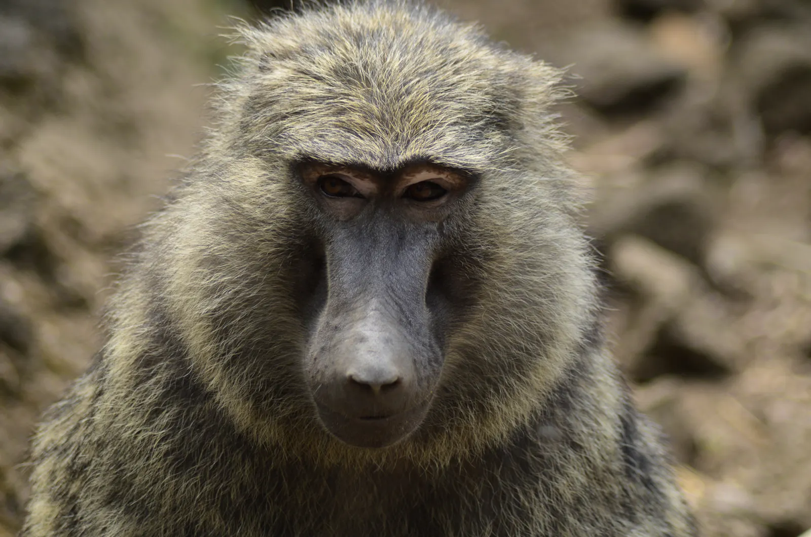 Assistant Animal Keeper | Voluntariado en Camerún 2025