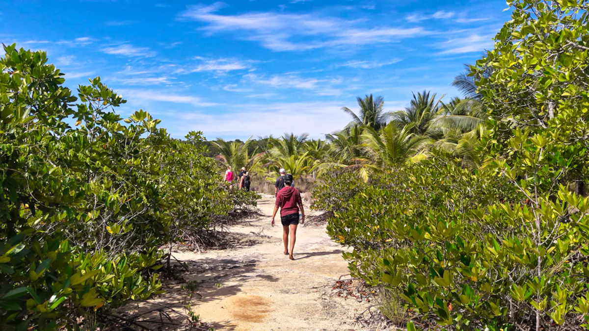 Mangrove Environment Conservation | Volunteer in the Philippines 2025