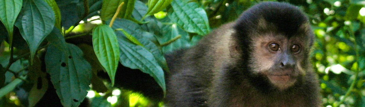 Volunteer with Animals in South America | Projects 2026 | Volunteer World