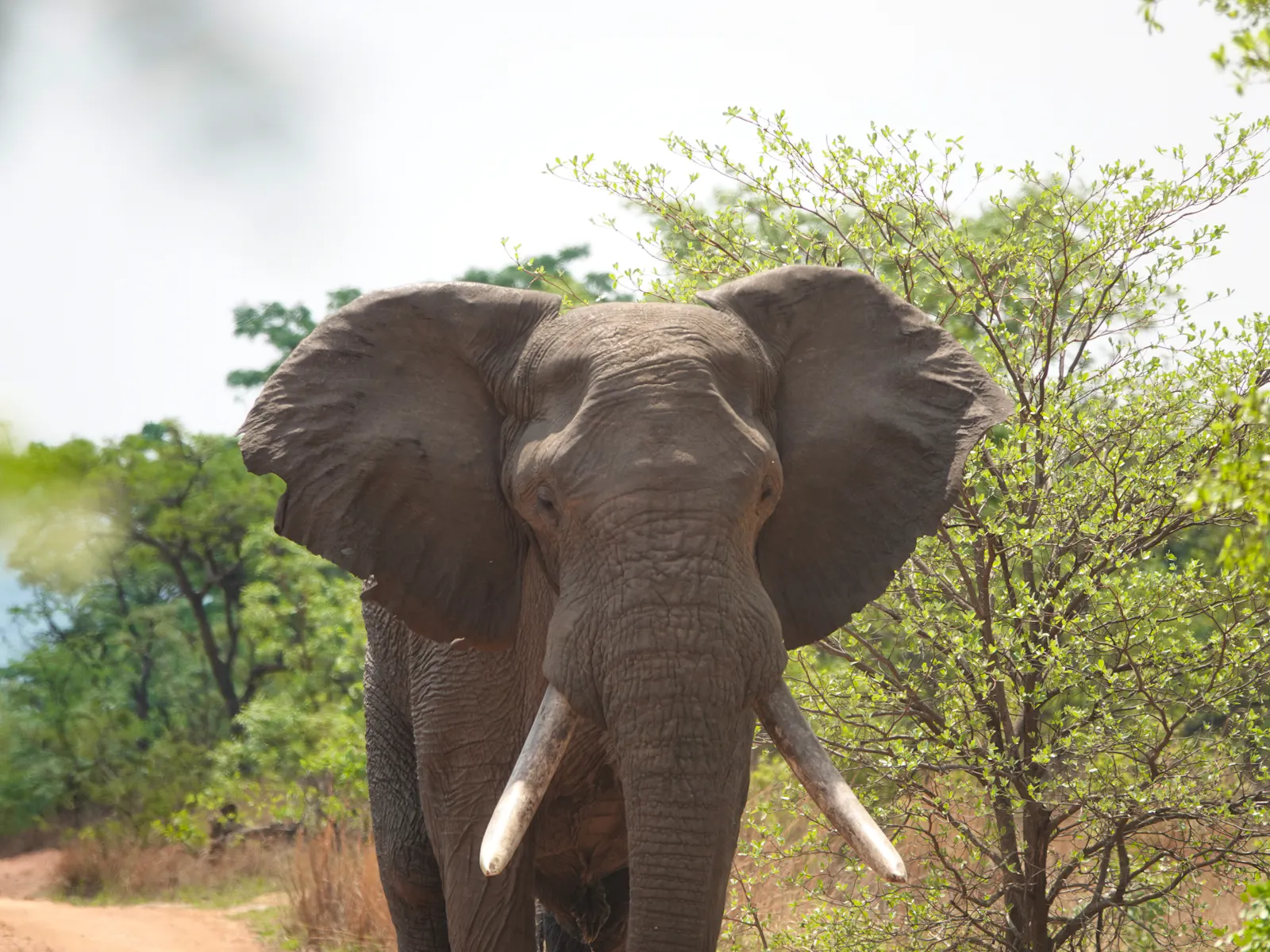 Endangered Species Conservation & Research | Volunteer in South Africa 2026