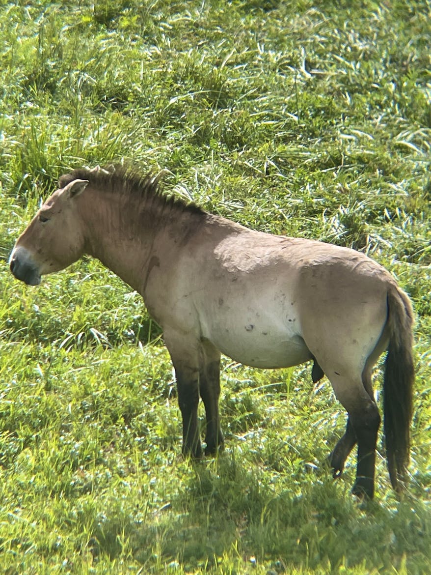 Wild Takhi Research & Conservation | Volunteer in Mongolia 2025