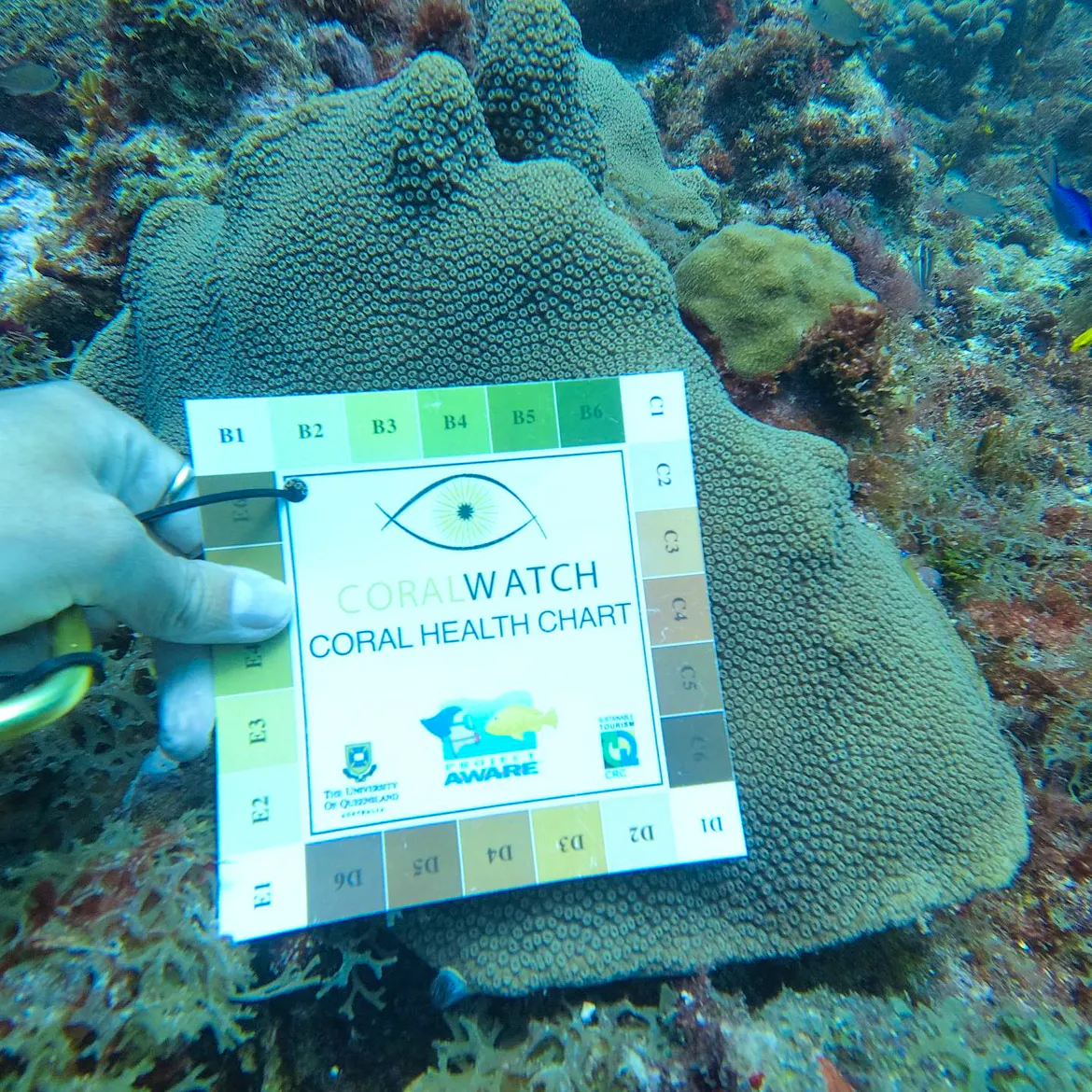 Coral Reef Monitoring Supporter | Volunteer in Grenada 2024