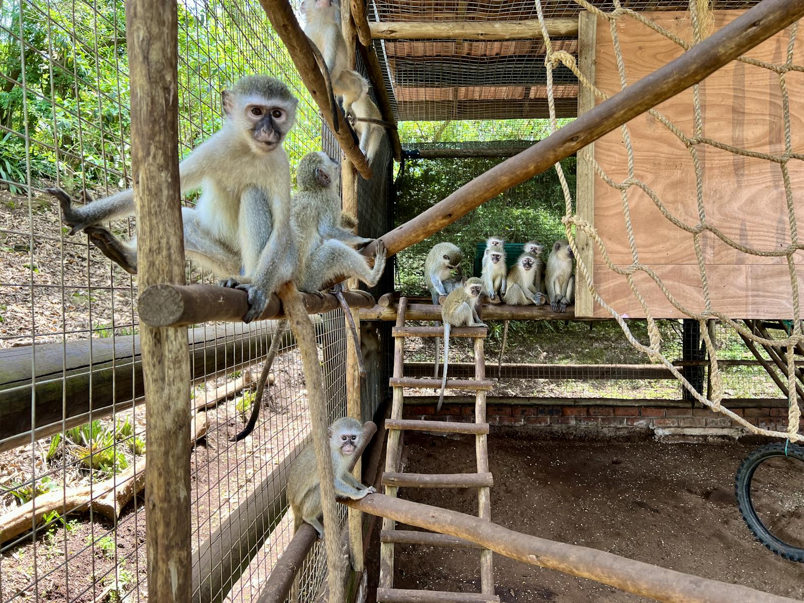 Vervet Monkey Rescue & Rehabilitation | Volunteer in South Africa 2025