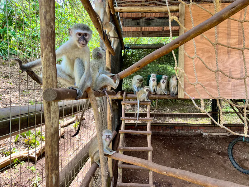 Vervet Monkey Rescue & Rehabilitation | Volunteer in South Africa 2025