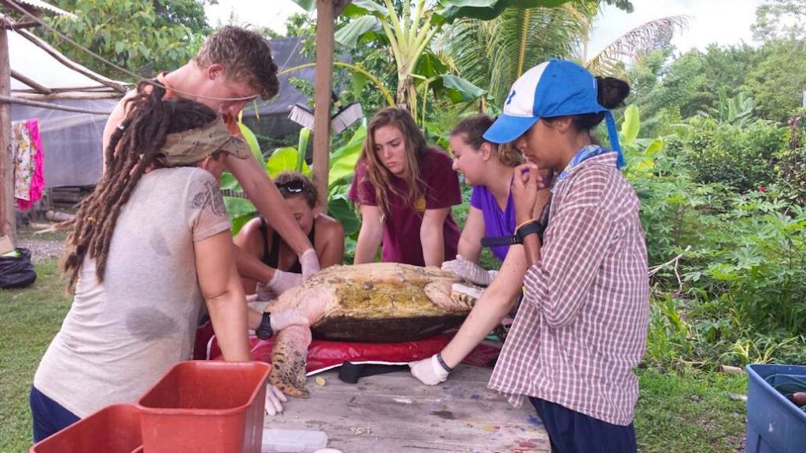 Sea Turtle Guardian | Volunteer in Costa Rica 2024