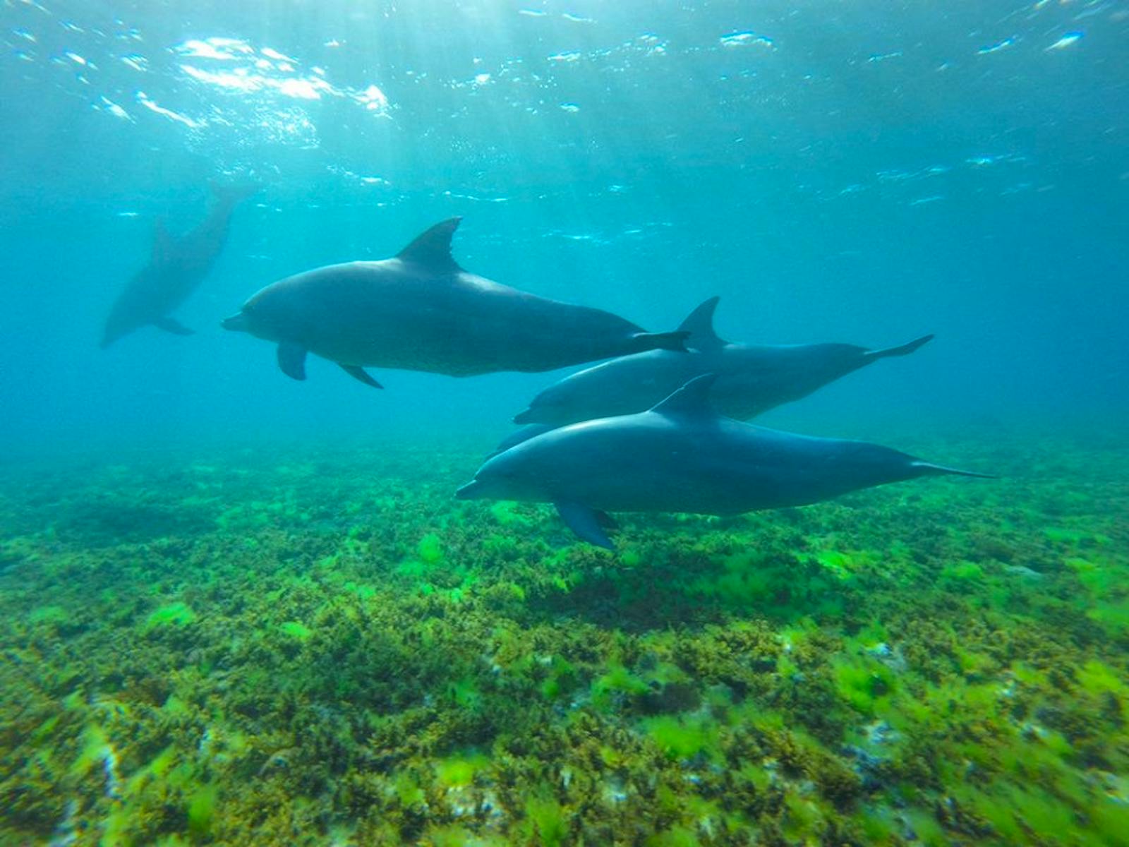 Dolphin Research & Marine Conservation | Frivillig i Tanzania 2025