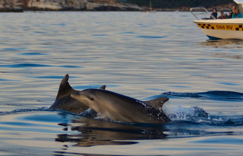 Dolphin Conservation & Research | Volunteer in Croatia 2025