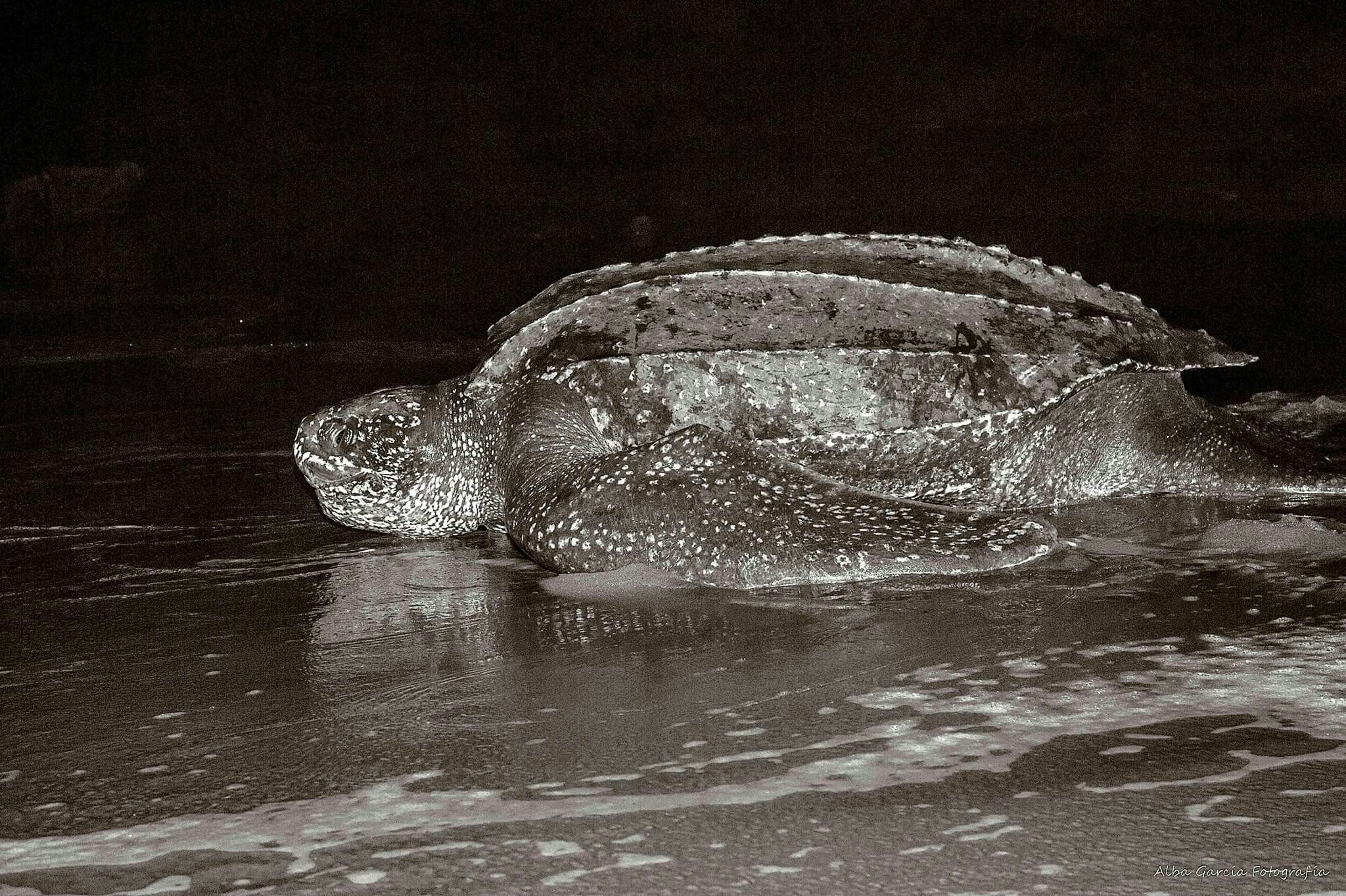 Leatherback Turtle Ambassador | Volunteer in Costa Rica 2025