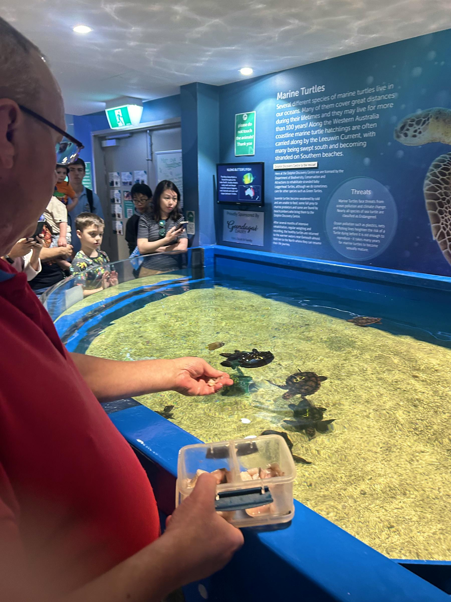 Dolphin Conservation Assistant | Volunteer in Australia 2026