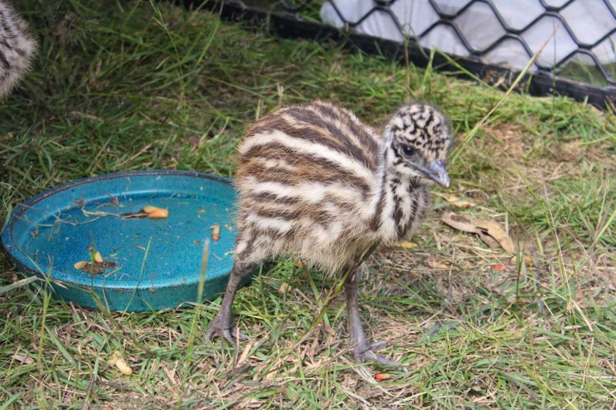 Australian Endangered Species Conservation Care | Volunteer in ...