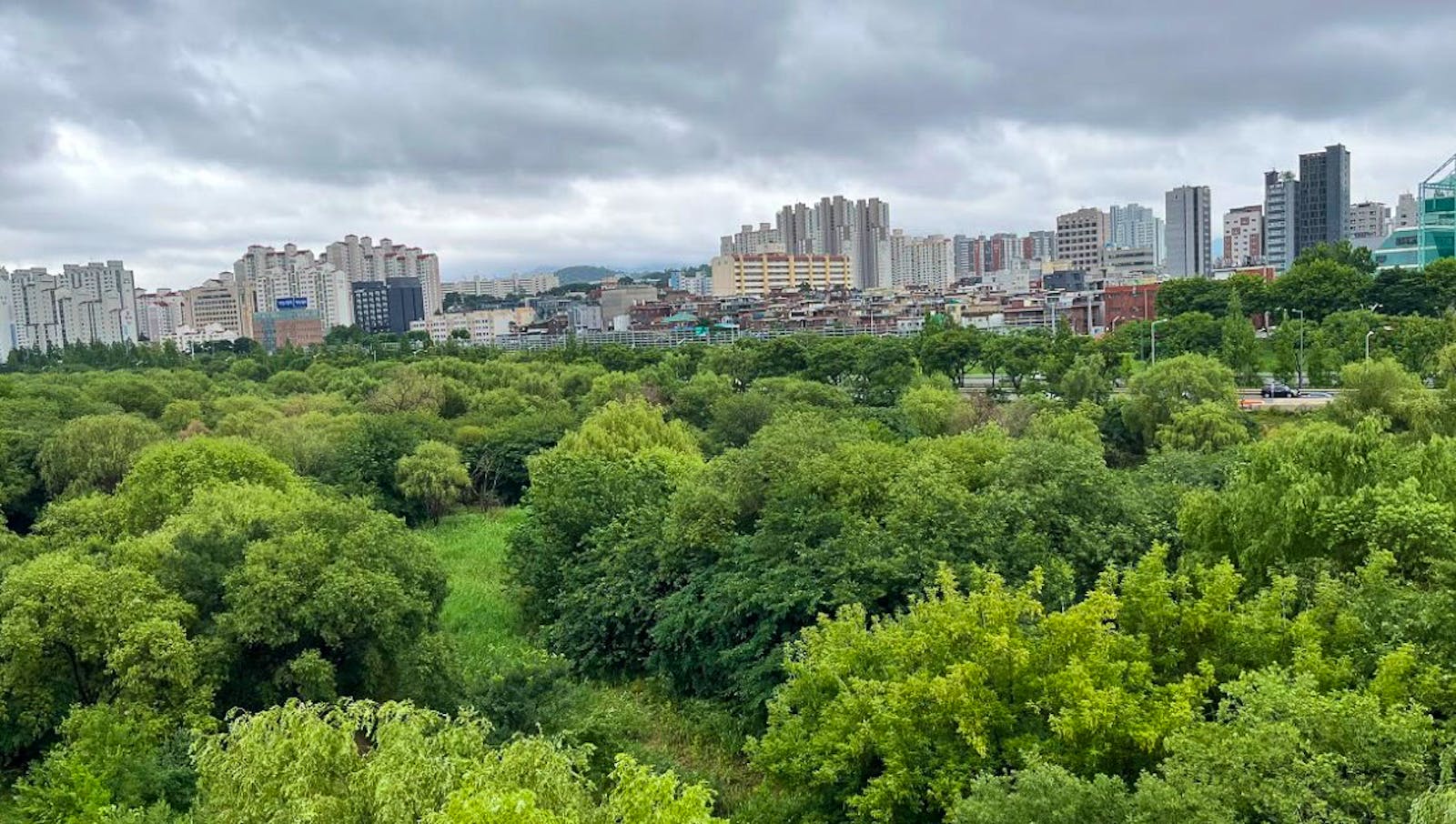 Ecological Park Conservation | Voluntariado na Coreia do Sul 2024