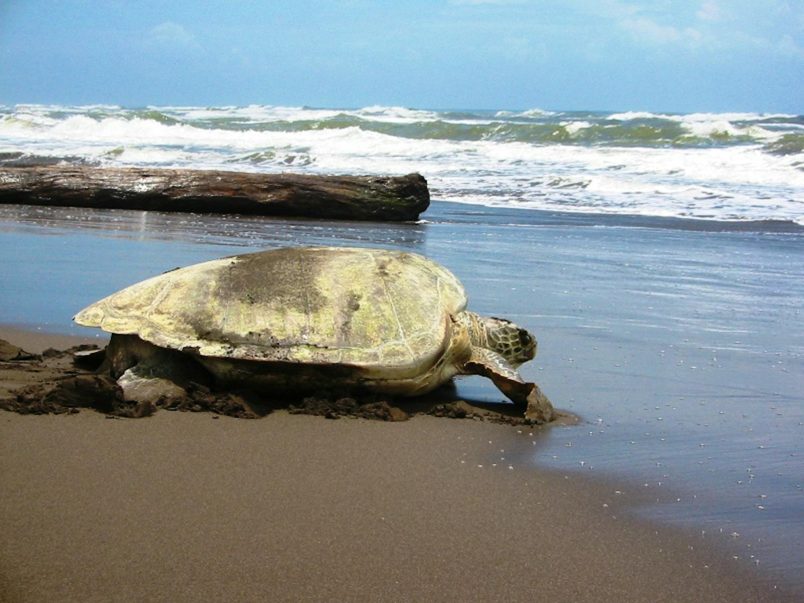 Rainforest Exploration & Biodiversity | Volunteer in Costa Rica 2025