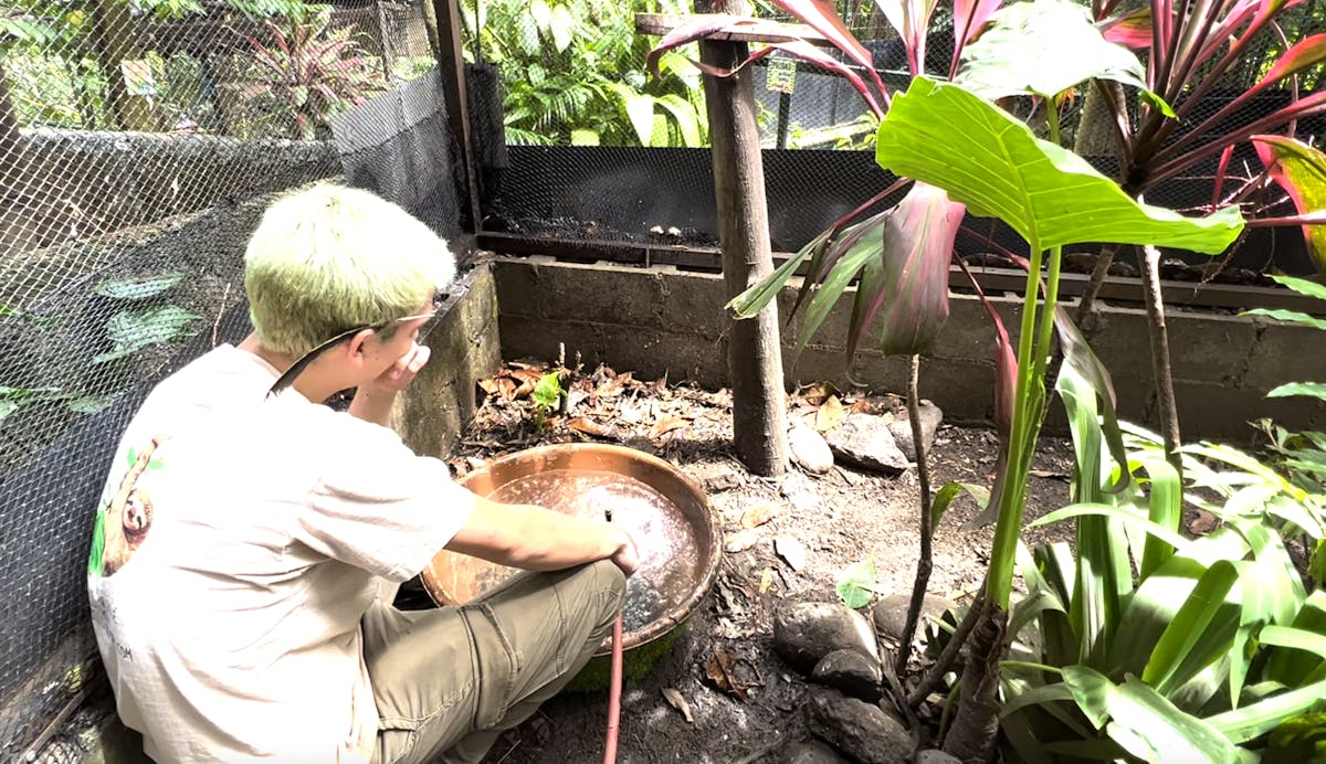 Animal Keeper Assistant | Freiwilligenarbeit in Costa Rica 2025