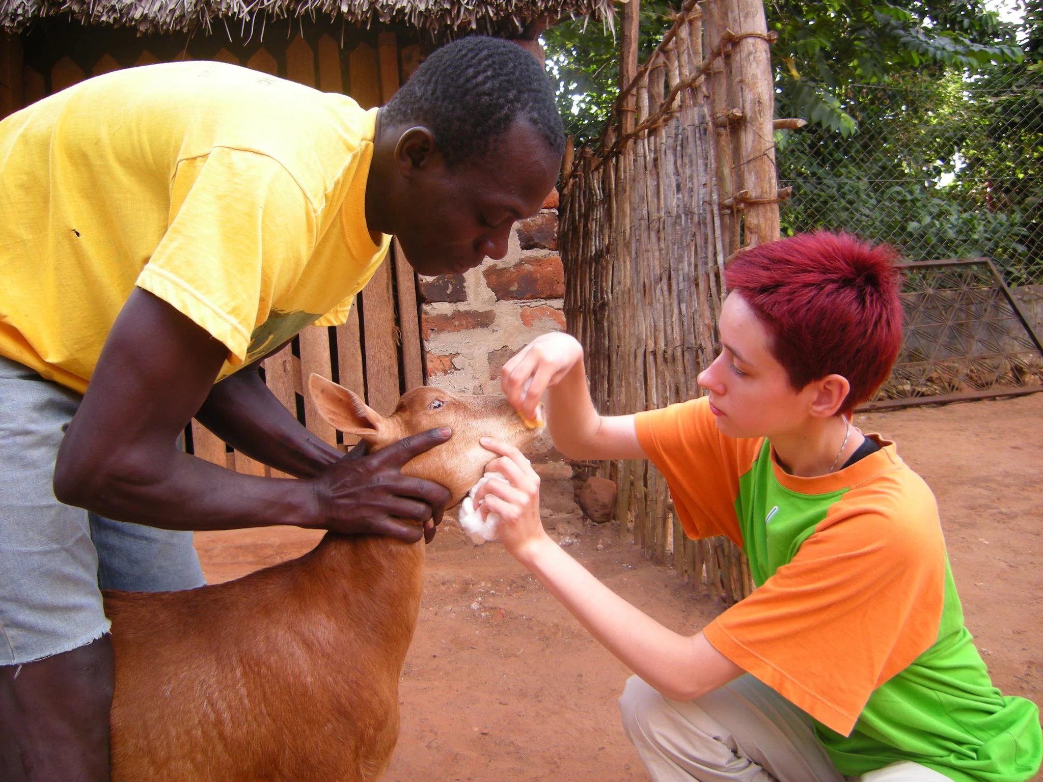 Animal Welfare and Veterinary Medicine | Volunteer in Tanzania 2023