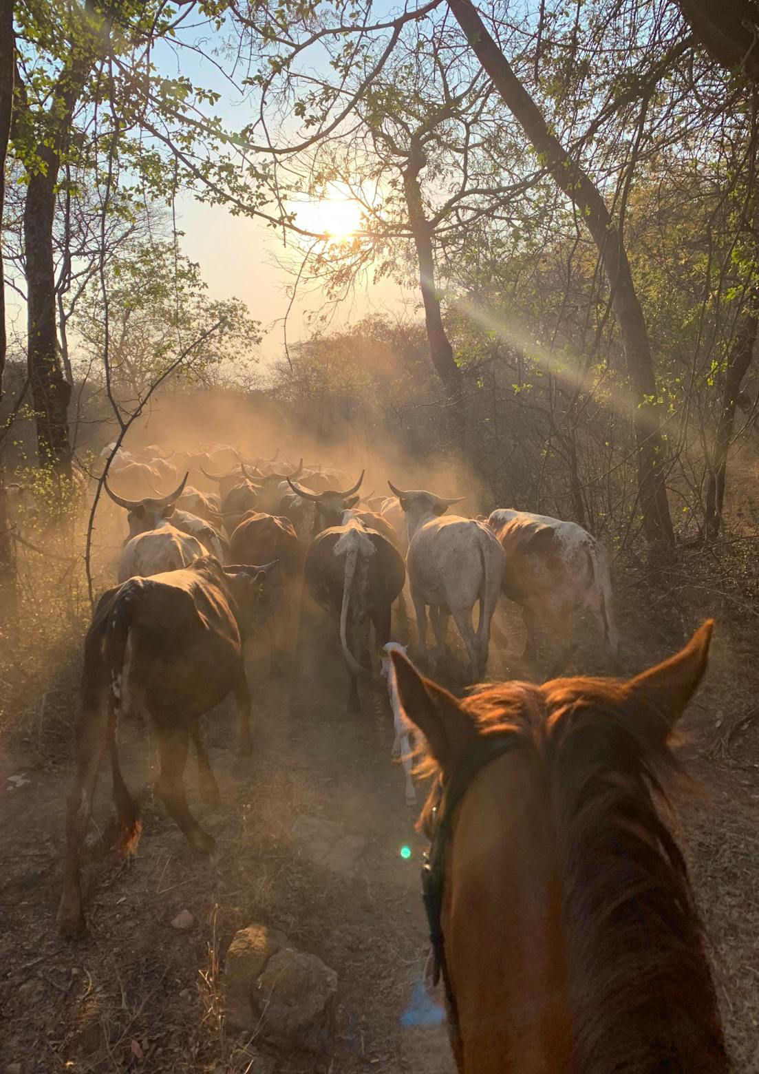 Wild Farming Helper | Volunteer in Zimbabwe 2024
