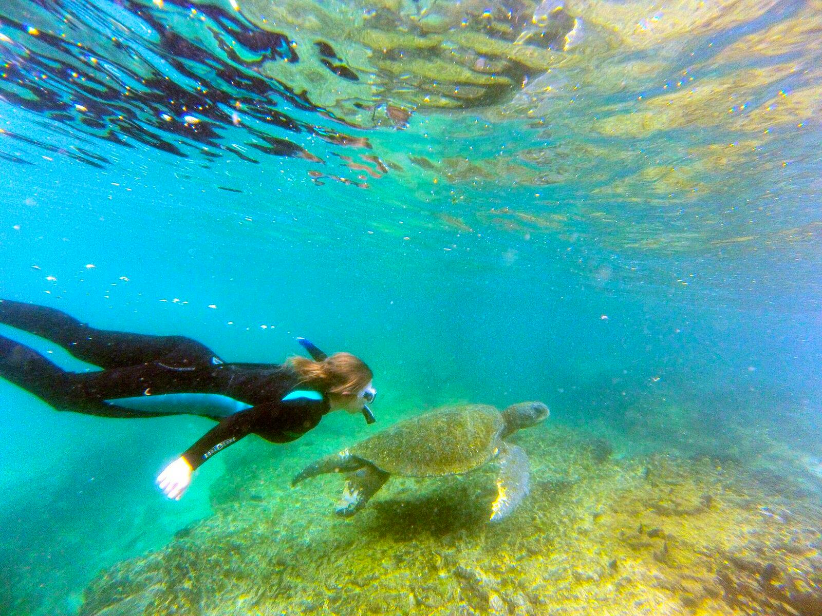 Sea Turtle Nest Monitoring & Conservation | Volunteer in Ecuador 2025