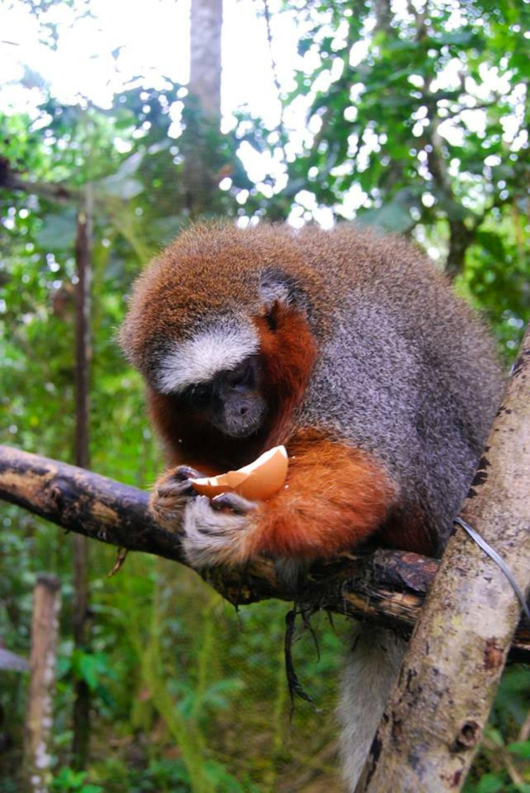 Amazon Wildlife Rescue | Volunteer in Ecuador 2025