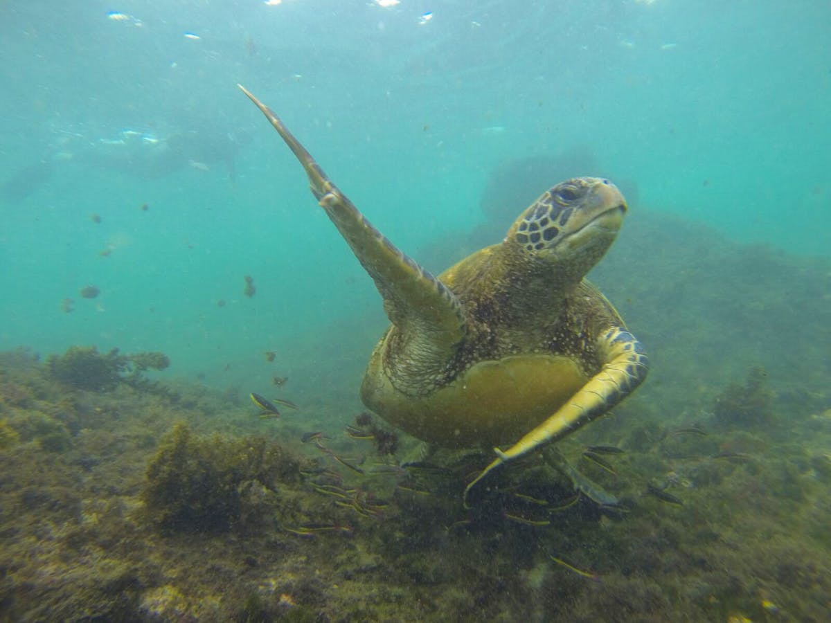 Sea Turtle Nest Monitoring & Conservation | Volunteer in Ecuador 2025