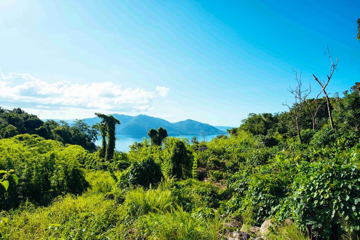 Island Forest Conservation | Volunteer in Madagascar 2025